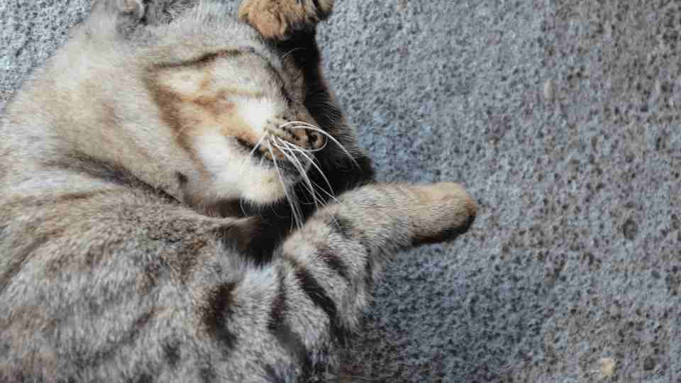 Bacterial Pyoderma in dogs and cats, including challenges of MRSP ...