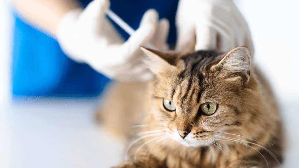 Feline Injection Site Sarcomas - why you should know about them and how ...