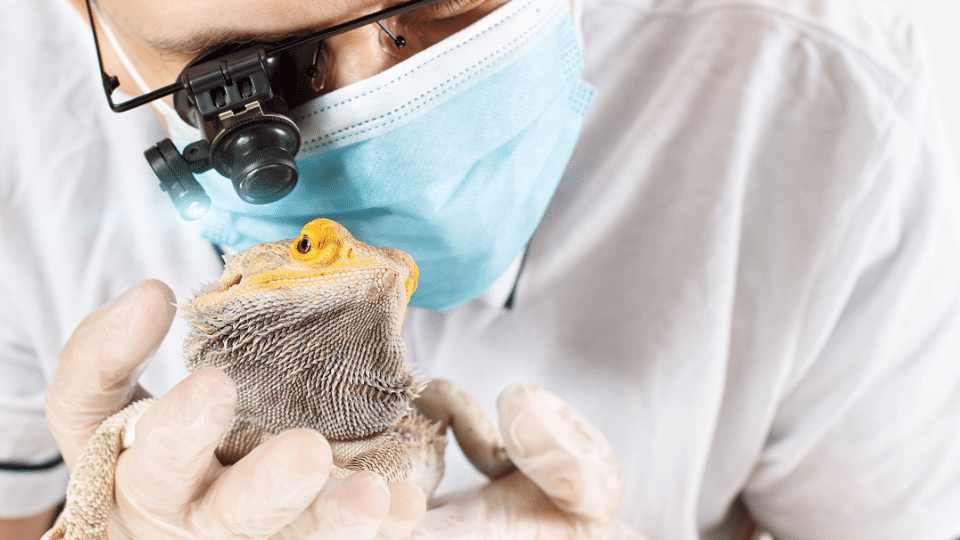 Reptile Skin disease | Reptile Skin disease | The Webinar Vet