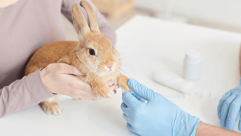 Running successful rabbit clinics | Veterinary Videos & Podcasts | The ...