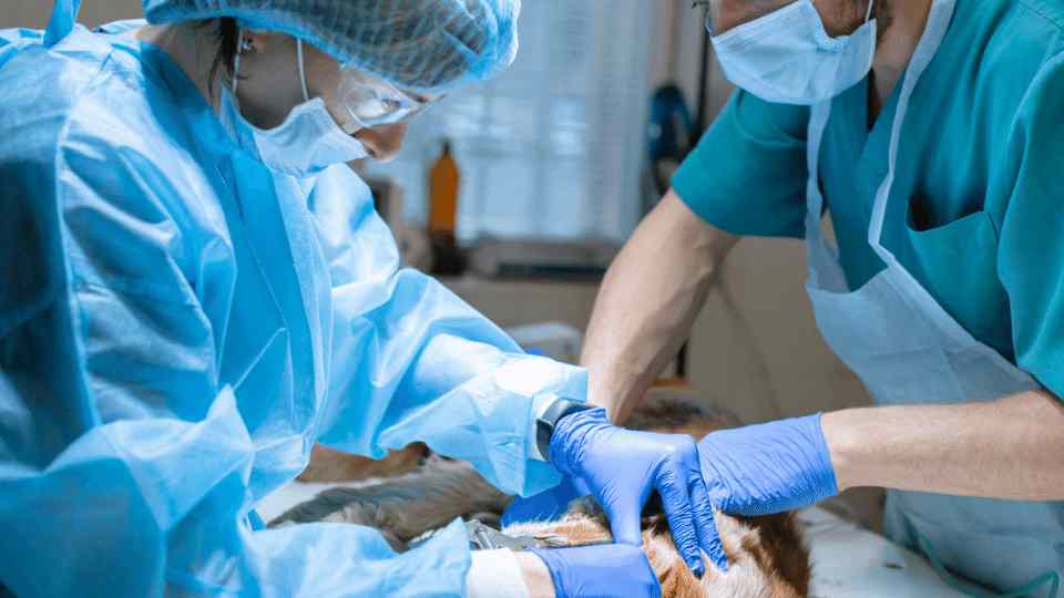 Surgical Extraction Technique and Complications | Veterinary Videos ...